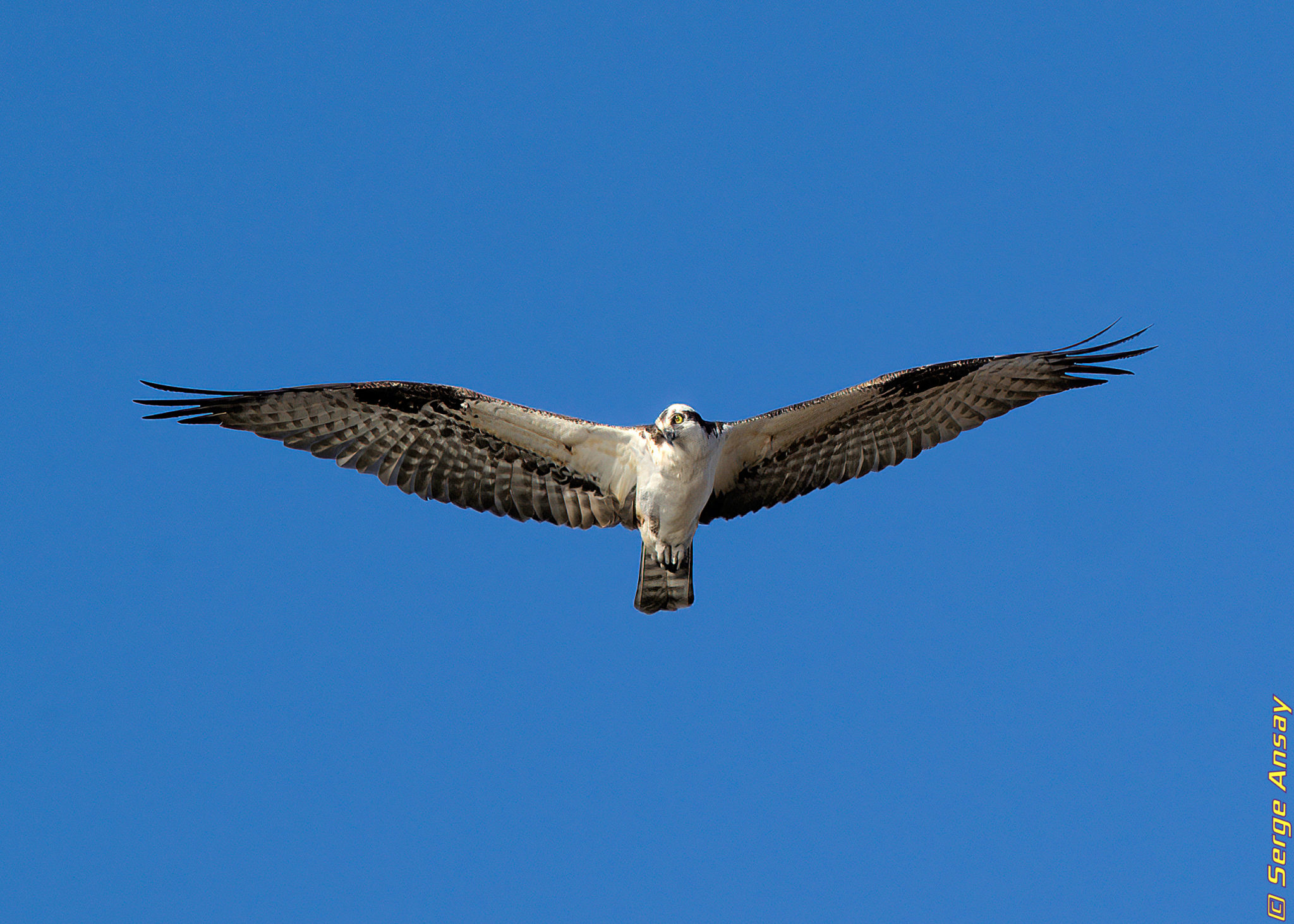 Pictures of 4 raptors in flight